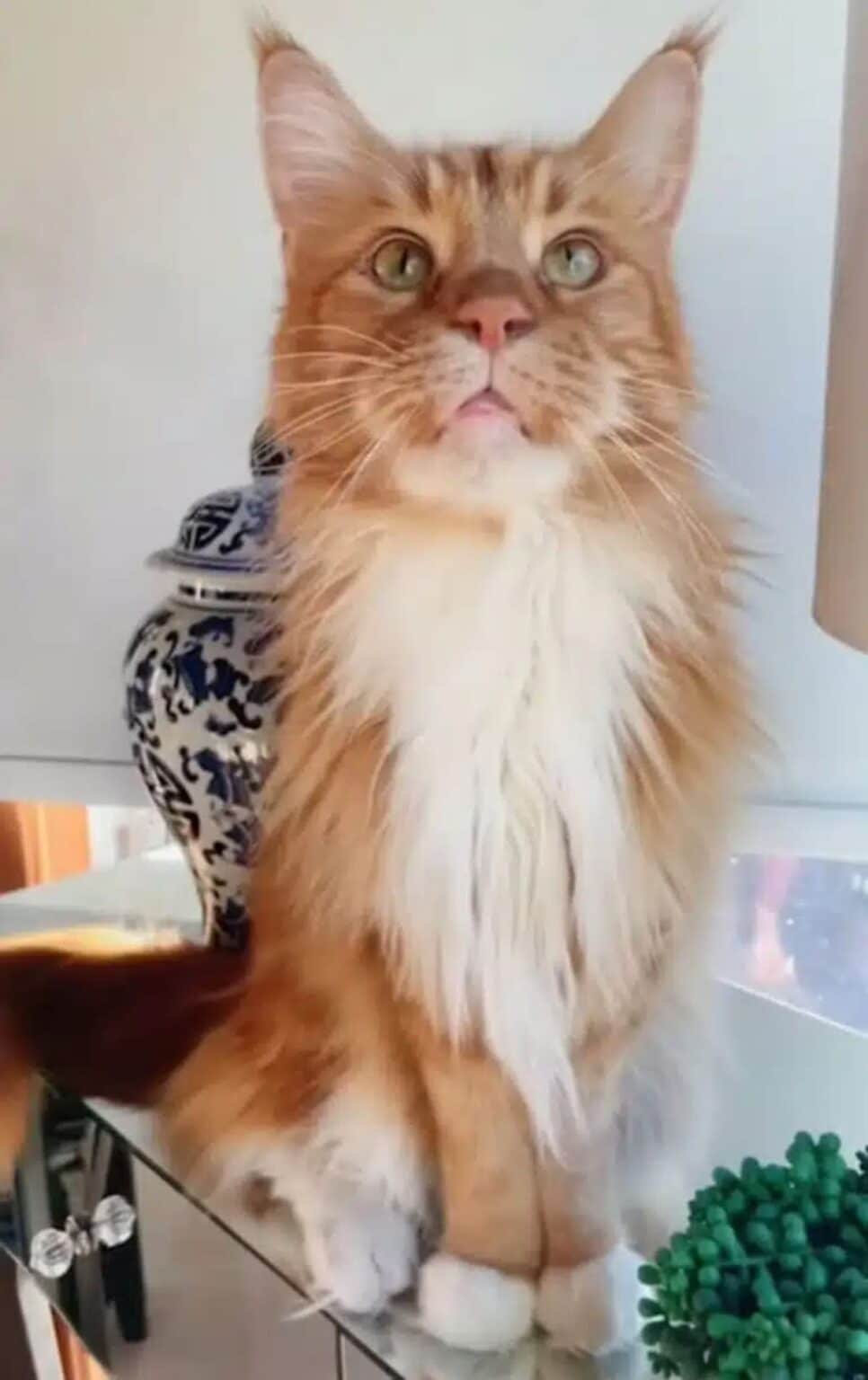 Internethype: Finn, de kat die net zo groot is als een kind van 9 ...