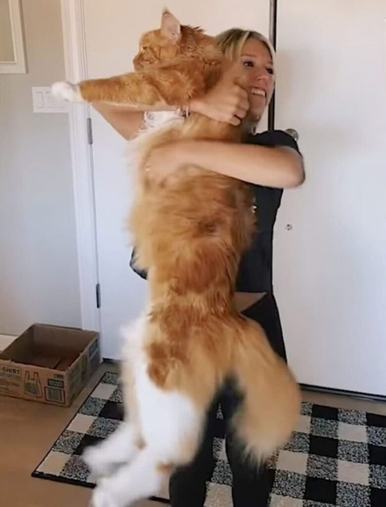 Maak kennis met Finn, de kat zo groot als een 9-jarige - Nieuwsblad ...