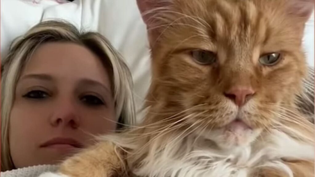 Maak kennis met Finn, de kat zo groot als een 9-jarige - Nieuwsblad ...
